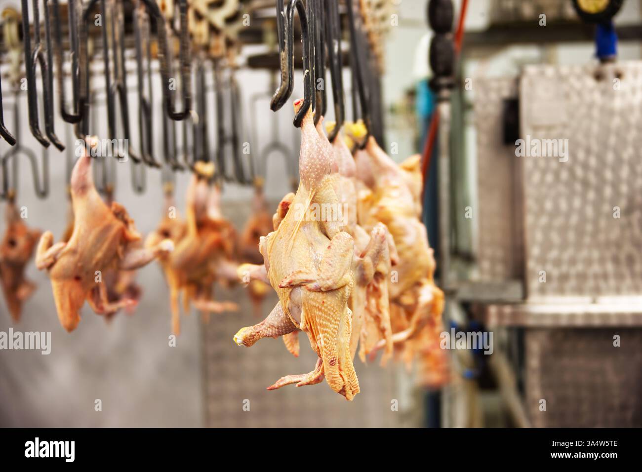 chicken slaughterhouse abattoir indoors on the production line conveyor ...