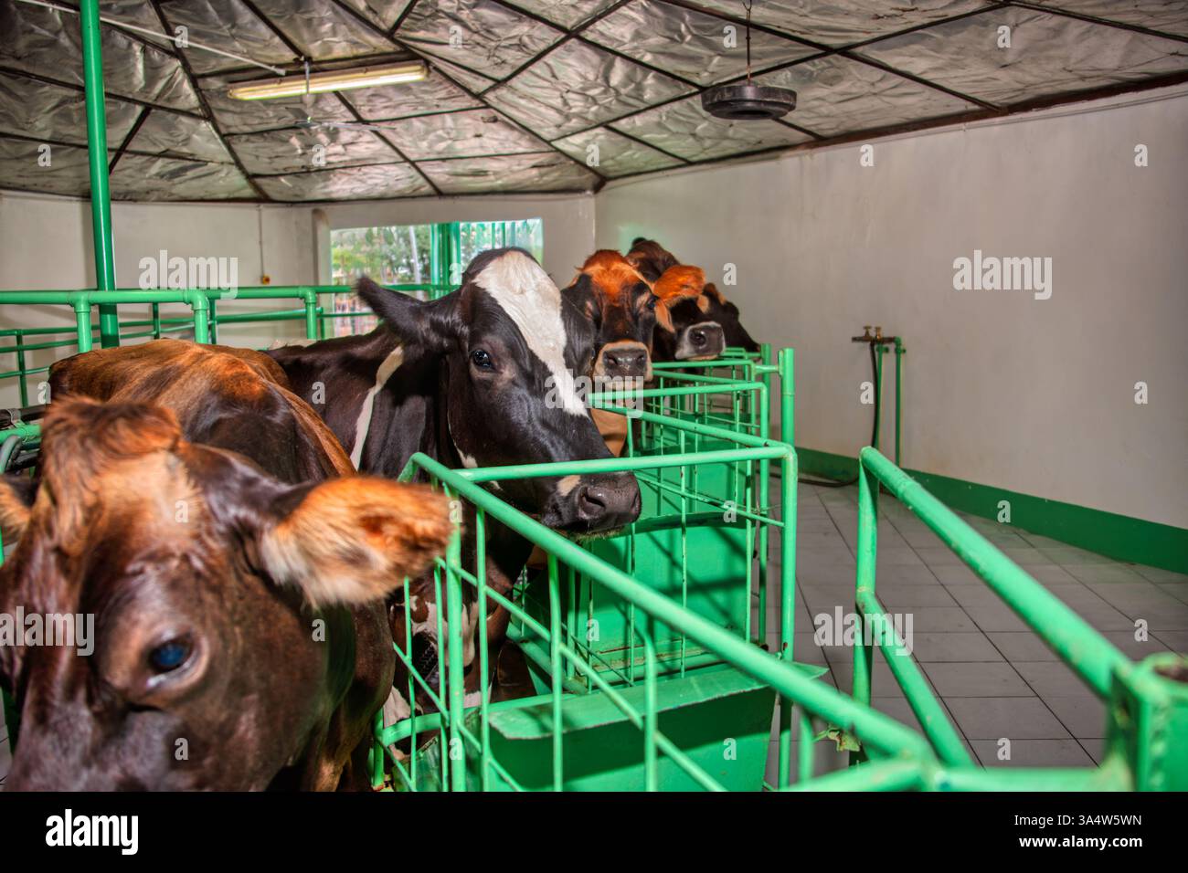 Modern dairy farm interior automated hi-res stock photography and ...