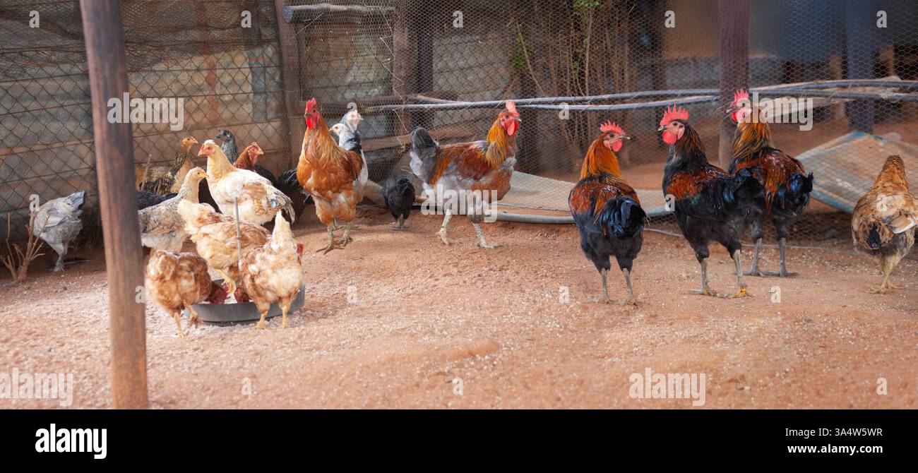 livestock chicken grown in the backyard at home, small production ...