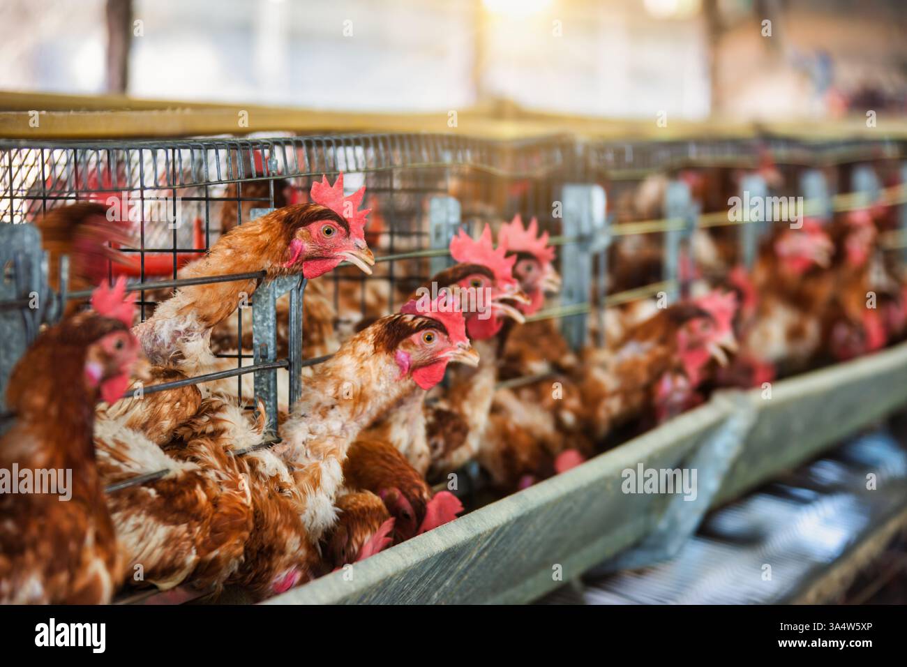 hens for eggs in battery cages industrial at a farm Stock Photo - Alamy
