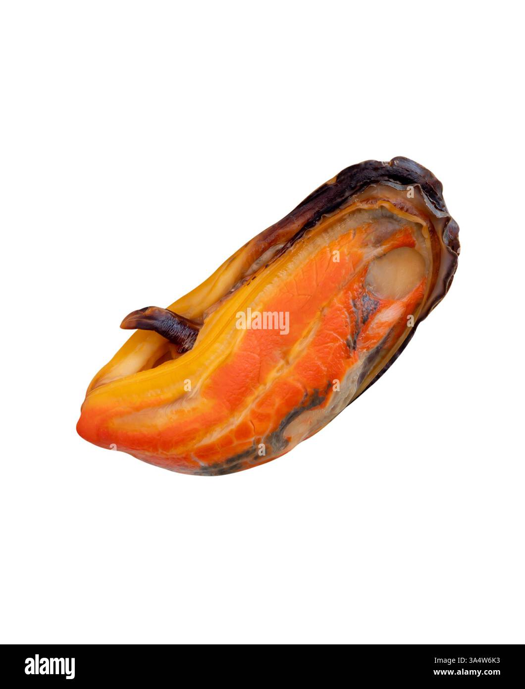Side view of single cooked green mussels in meat without shell is ...