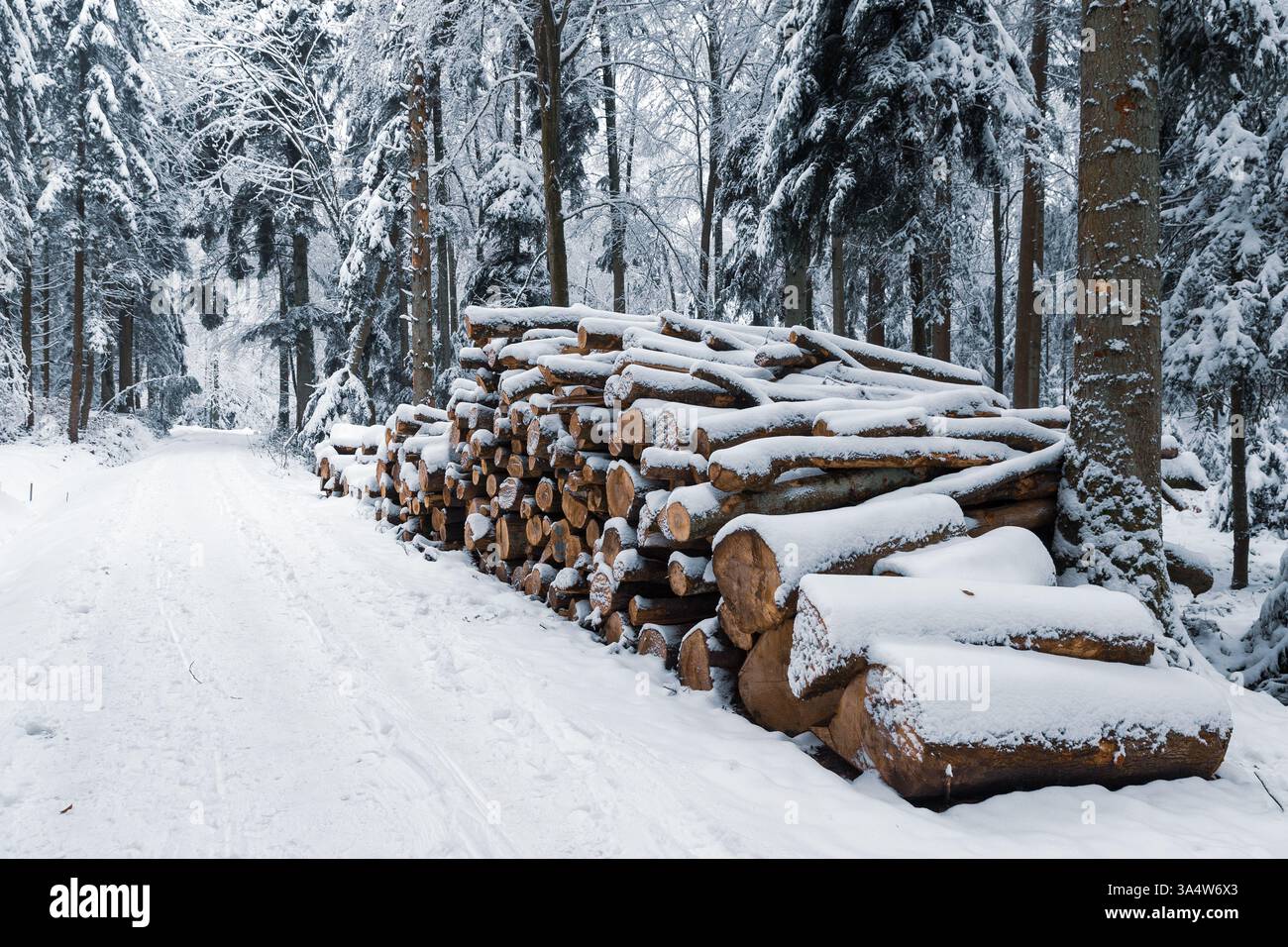 Pile of wood, stacked trees in a snowy forest, winter in Switzerland ...