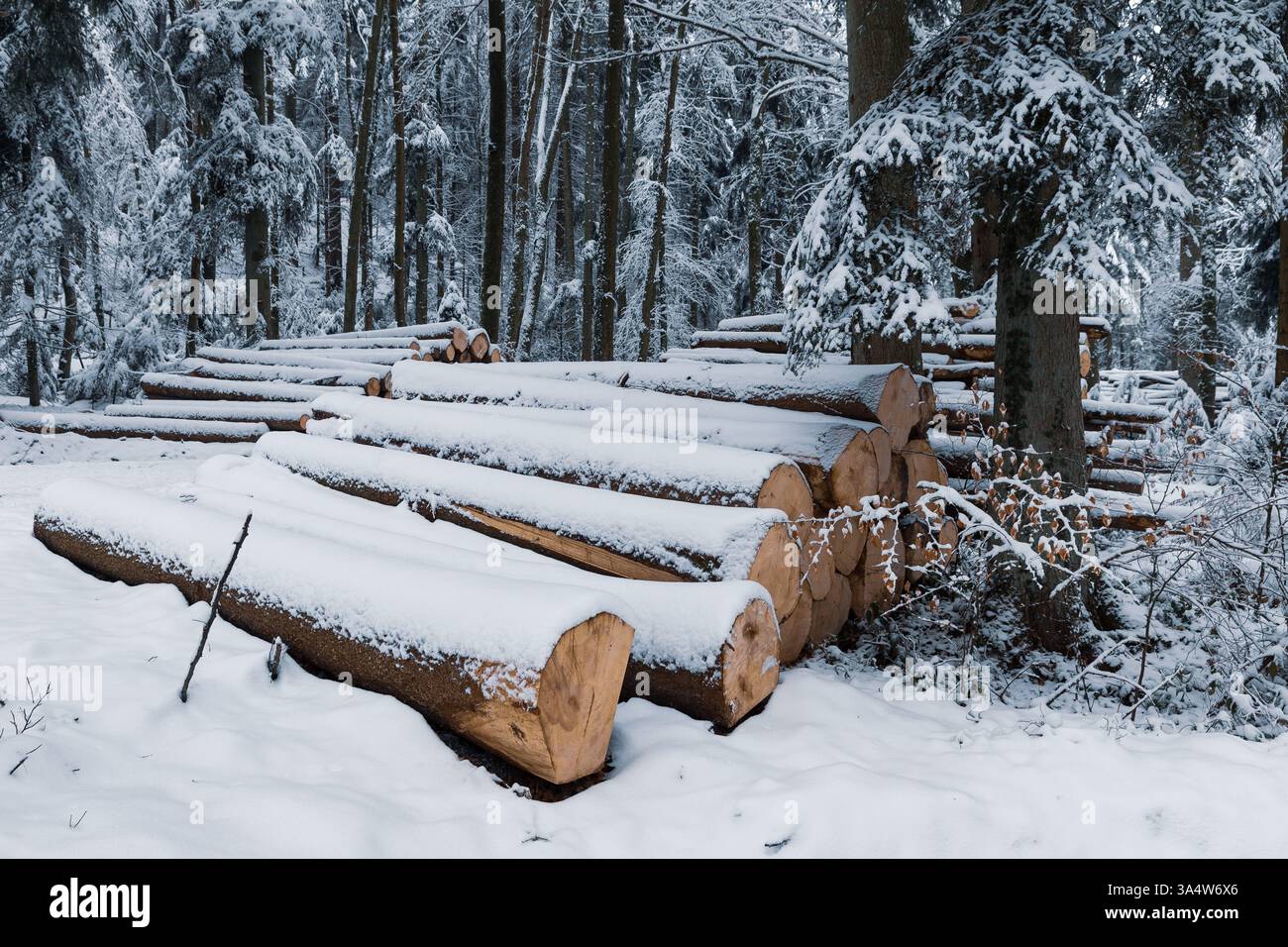 Stacked tree trunks covered with snow in a forest in Switzerland, epic ...