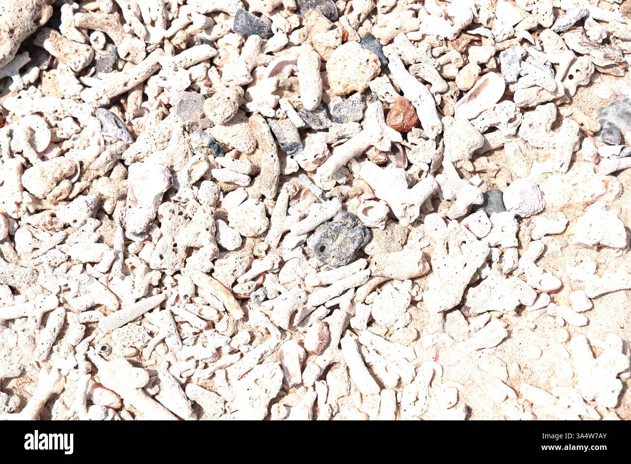 Fascinating Marine Fossil Deposits Found on Dry Land Surprising ...