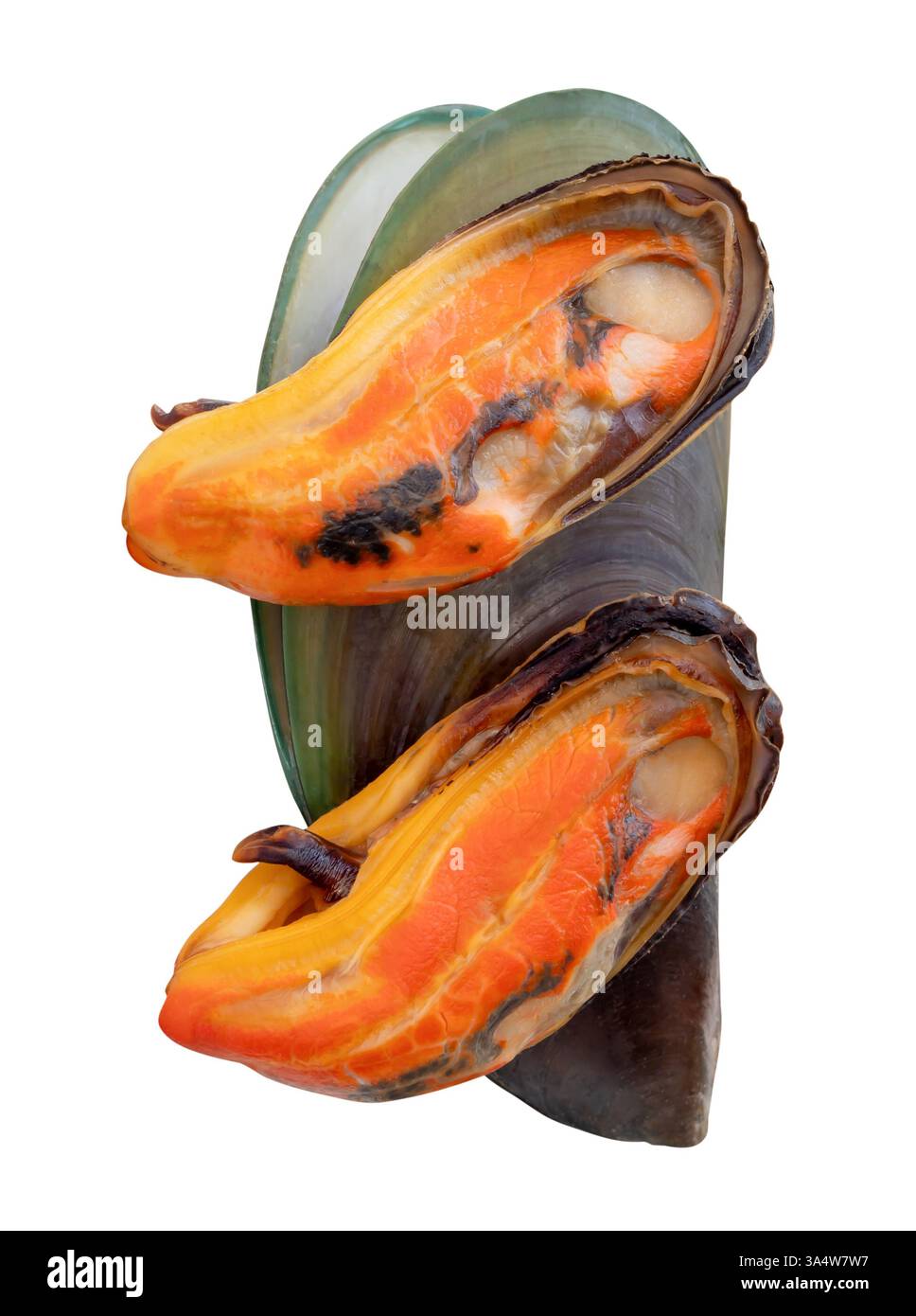 Aquatic life in red Cut Out Stock Images & Pictures - Alamy