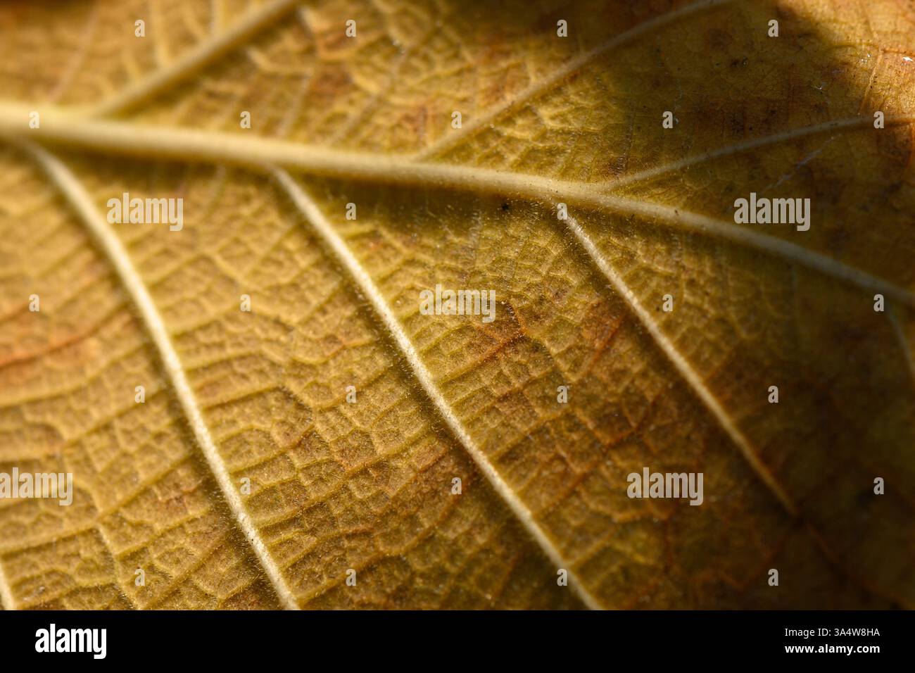 A close-up view reveals the captivating textures and patterns of a ...