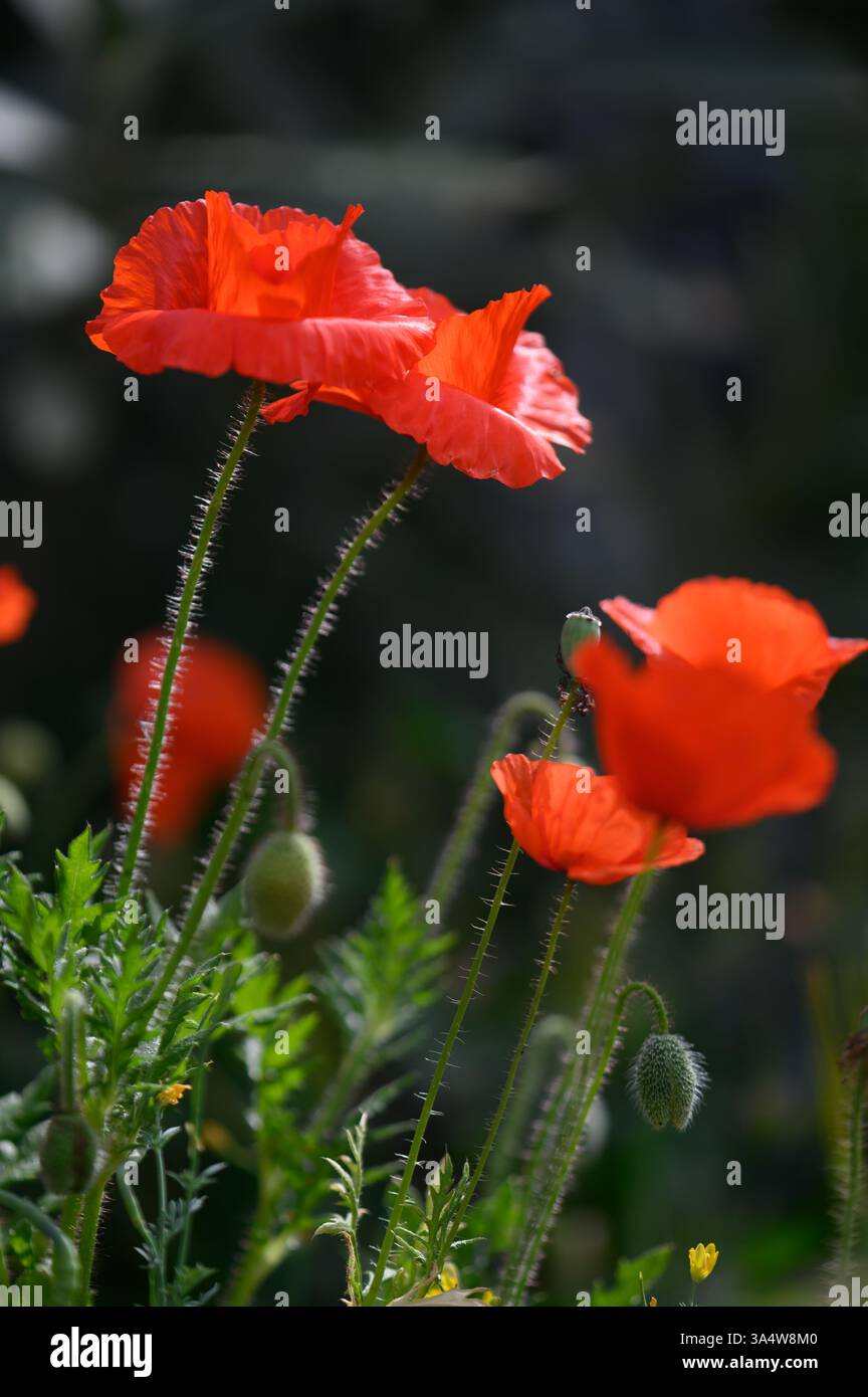 Lush green stalks support a cluster of vivid red poppies swaying ...