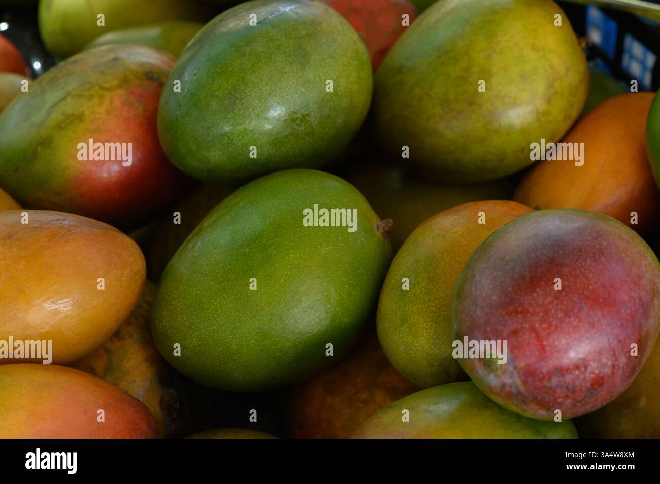 A lively selection of ripe mangoes in various shades of green, yellow ...
