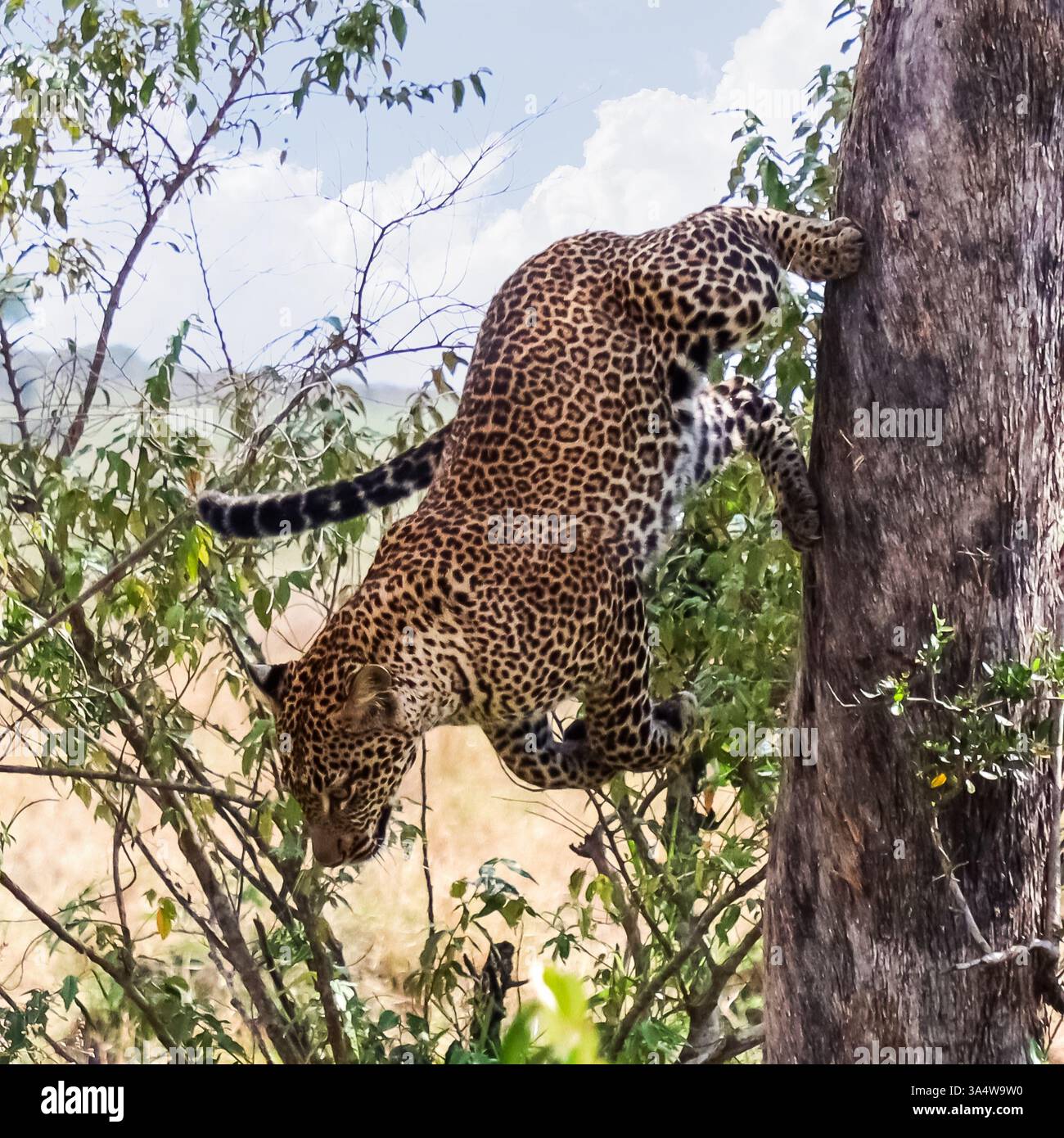 African leopard gracefully descending from a tree, showcasing its ...