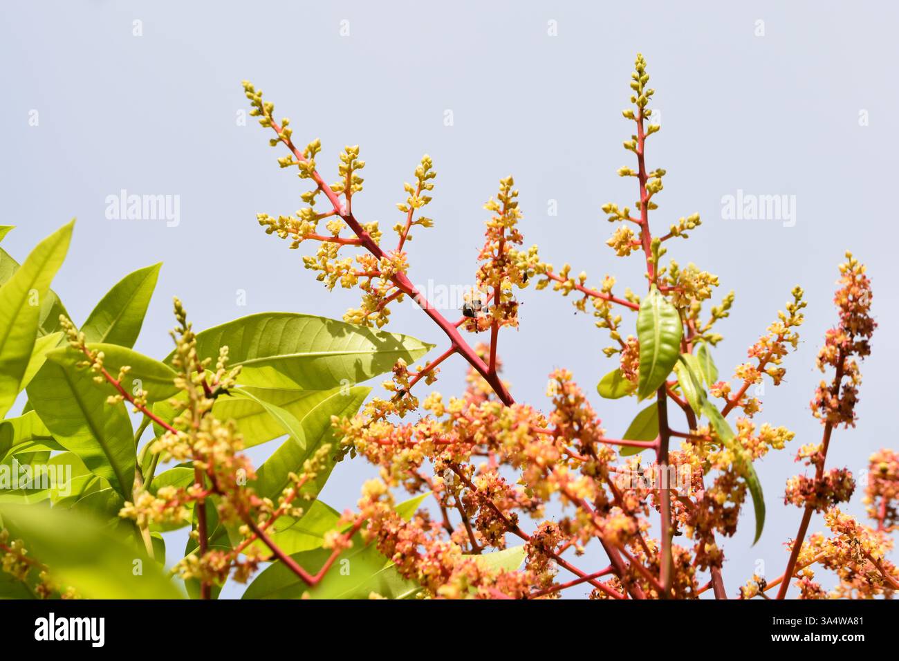 Julie mango tree flowering in a backyard or kitchen garden in Bejucal ...