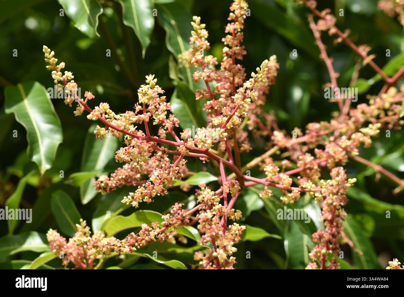Julie mango tree flowering in a backyard or kitchen garden in Bejucal ...