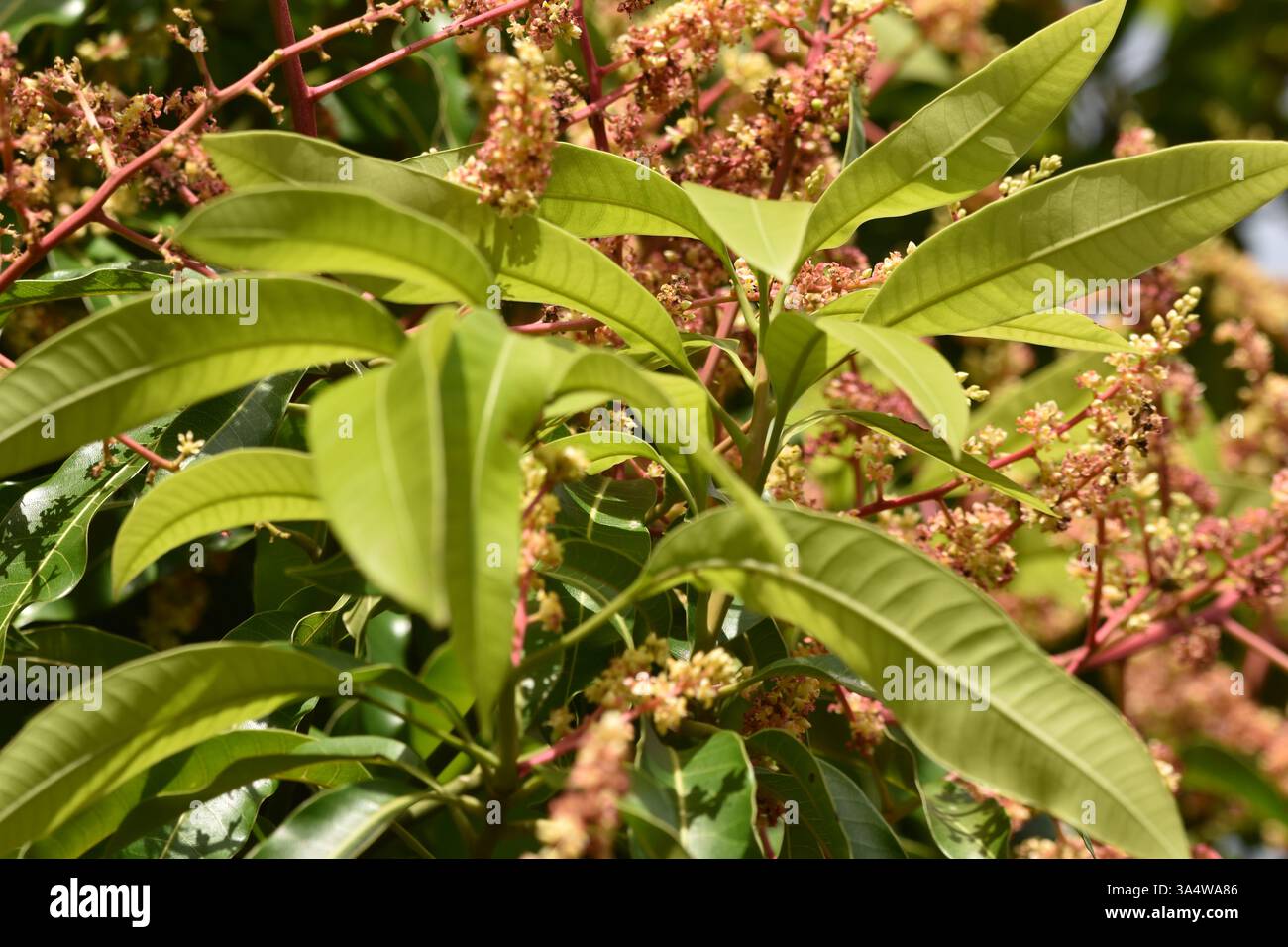 Julie mango tree flowering in a backyard or kitchen garden in Bejucal ...