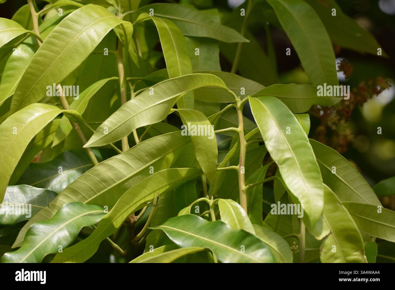 Mango leaves on a Julie mango tree in Bejucal, Trinidad and Tobago ...