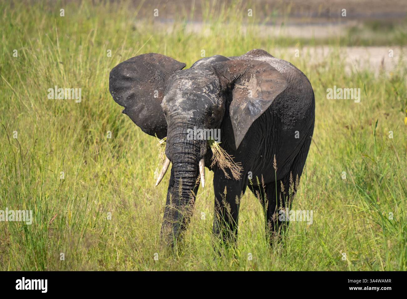African elephant eating in the tall grass while covered in dry mud ...