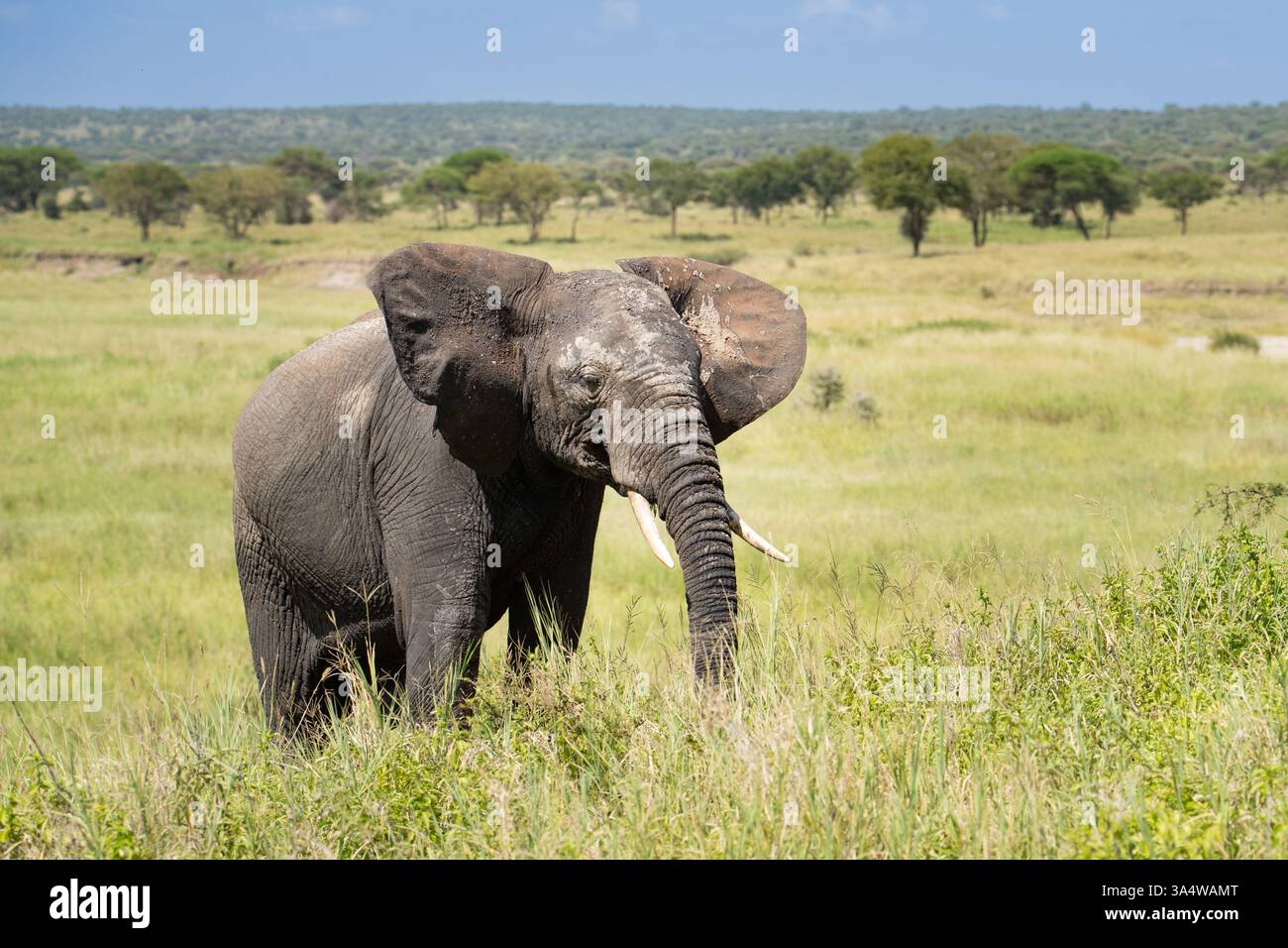 Elephant covered in dry mud on the plains of Tanzania in the tall grass ...