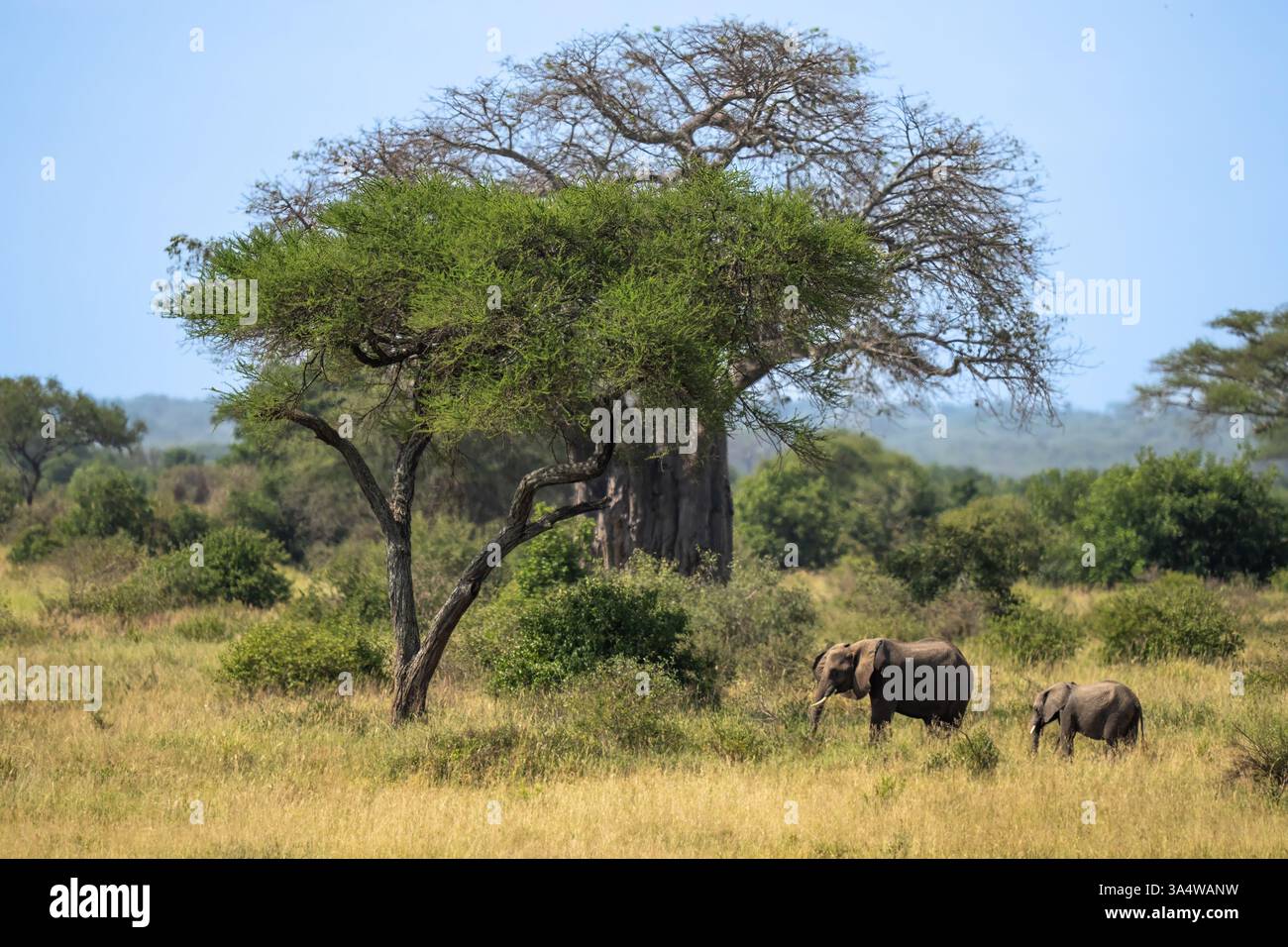Two young elephants near a baobao tree in Africa in the tall grass ...