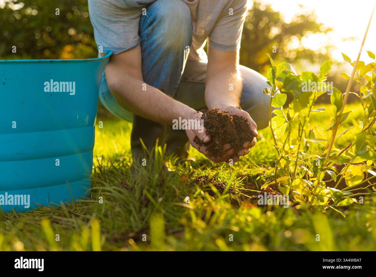 blueberry planting.Gardener Planting Potted Plant in Sunlit Garden ...