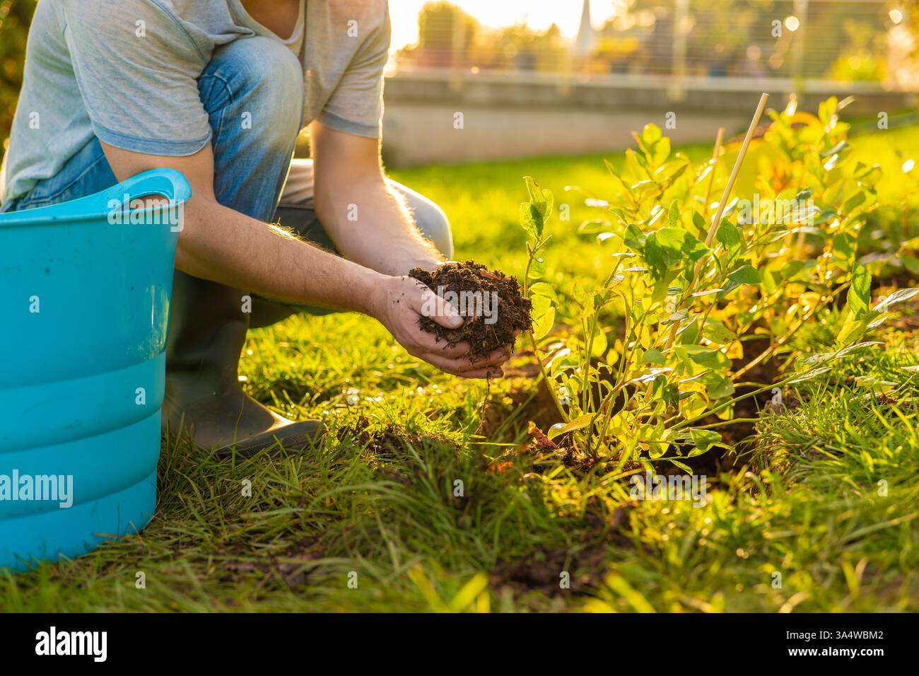 blueberry planting.man planting a blueberry bush in the ground.Organic ...
