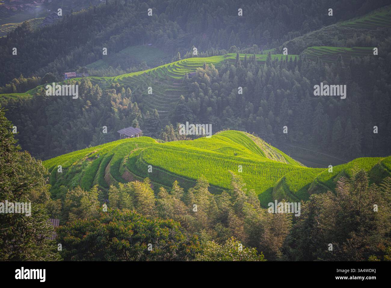 The Longsheng Rice Terraces (Dragon's Backbone) also known as Longji ...