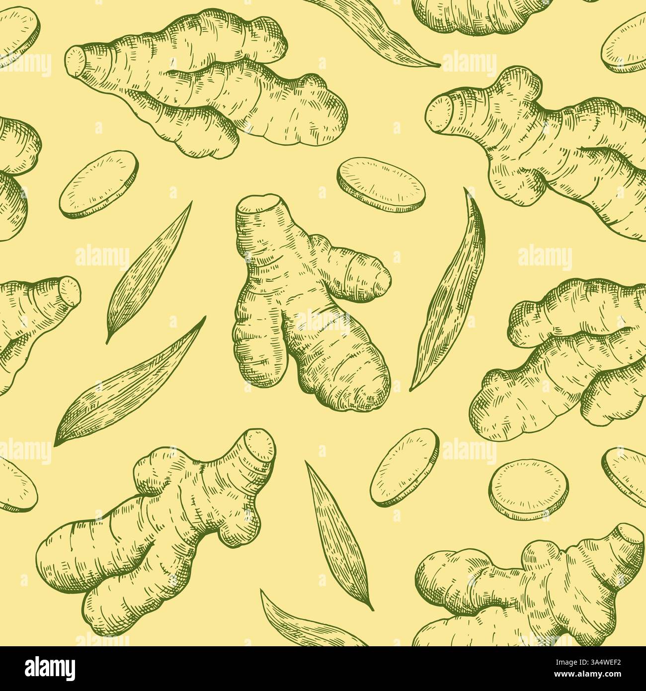 Set of ginger roots in engraving style. Black and white ink illustration. Vector print Stock ...