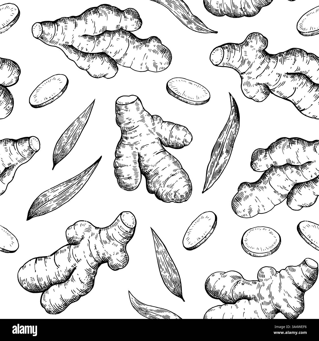 Set of ginger roots in engraving style. Black and white ink ...