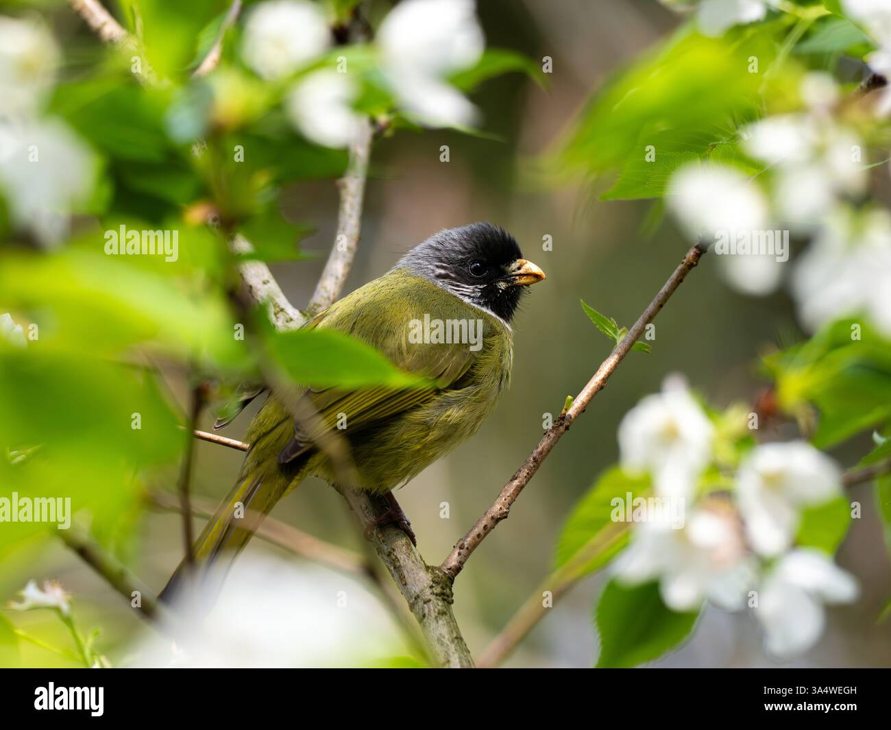 The collared finchbill ( Spizixos semitorques ) a species of songbird ...