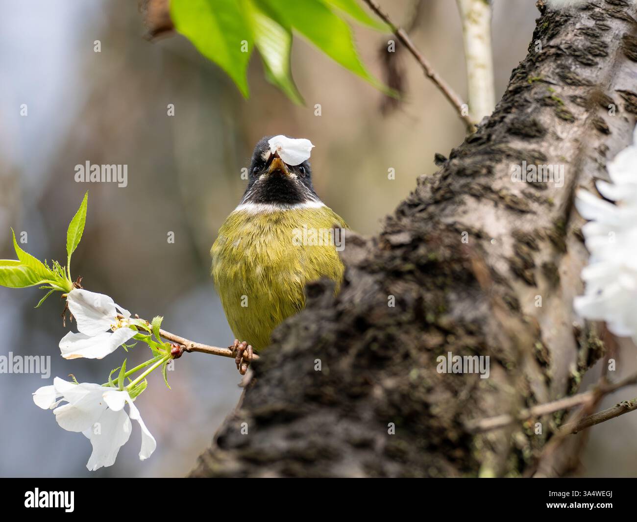 The collared finchbill ( Spizixos semitorques ) a species of songbird ...