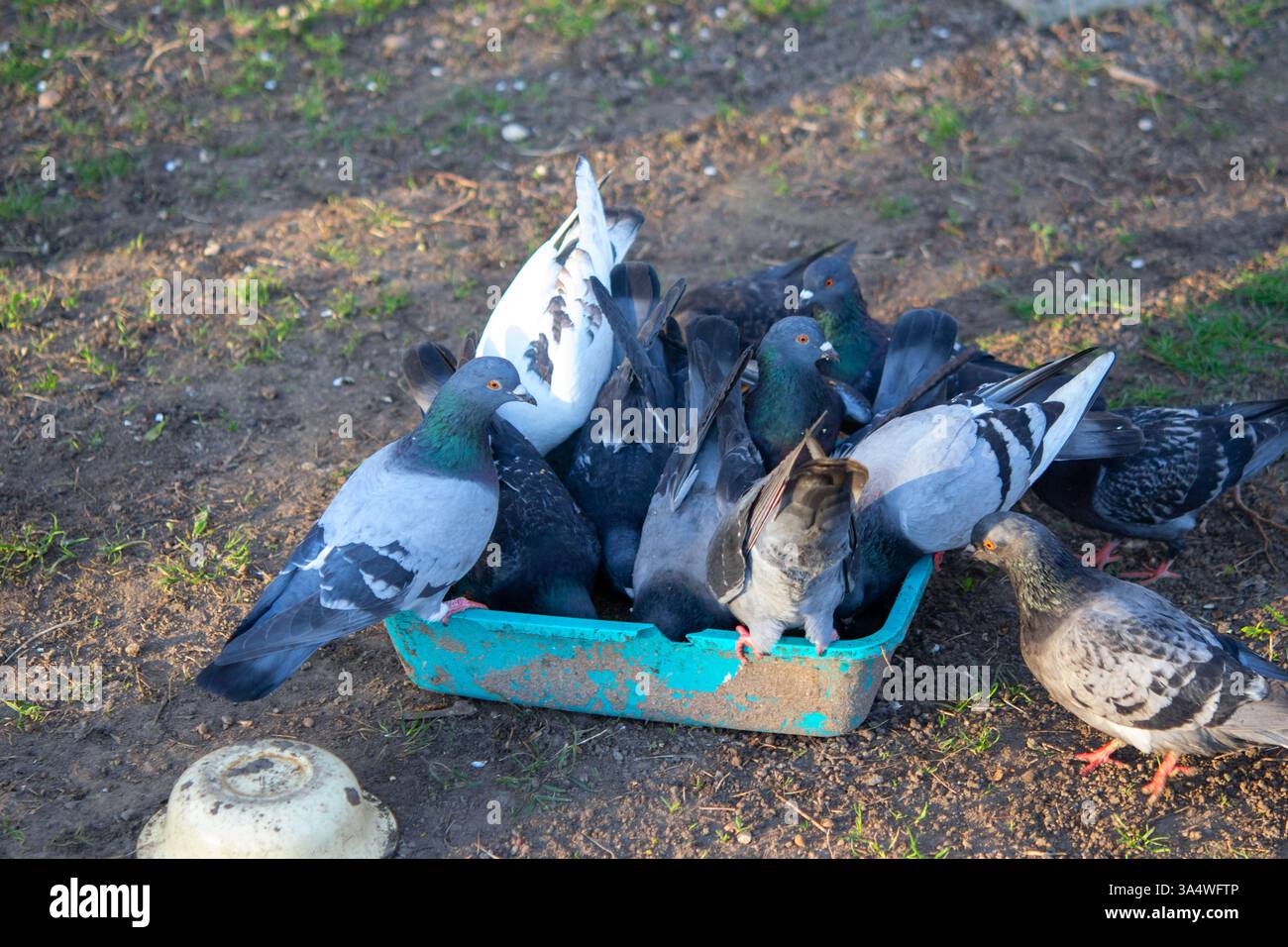 Bird feeding. Flock of pigeons eating food from bowl on sunny morning ...