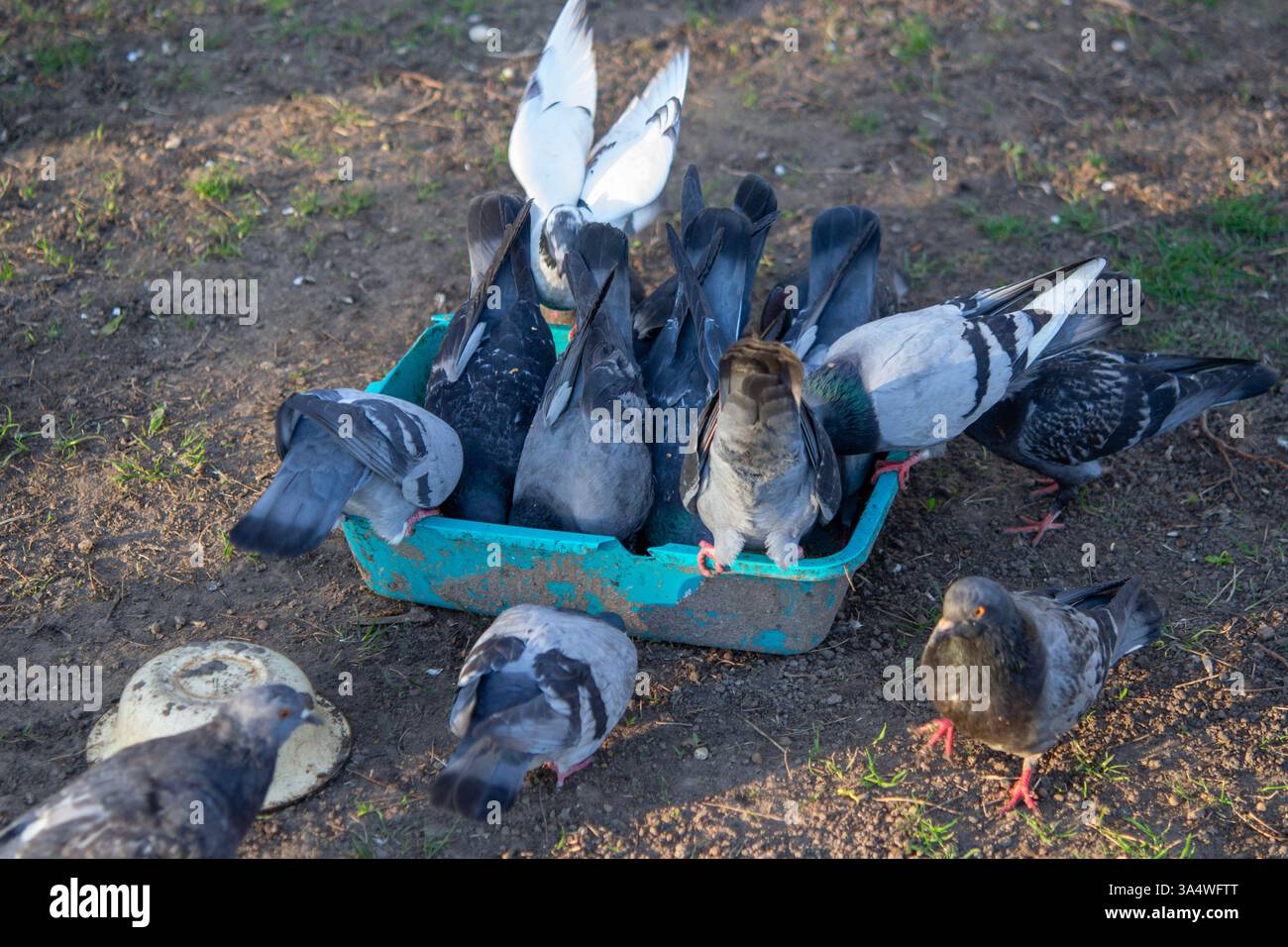 Bird feeding. Flock of pigeons eating food from bowl on sunny morning ...