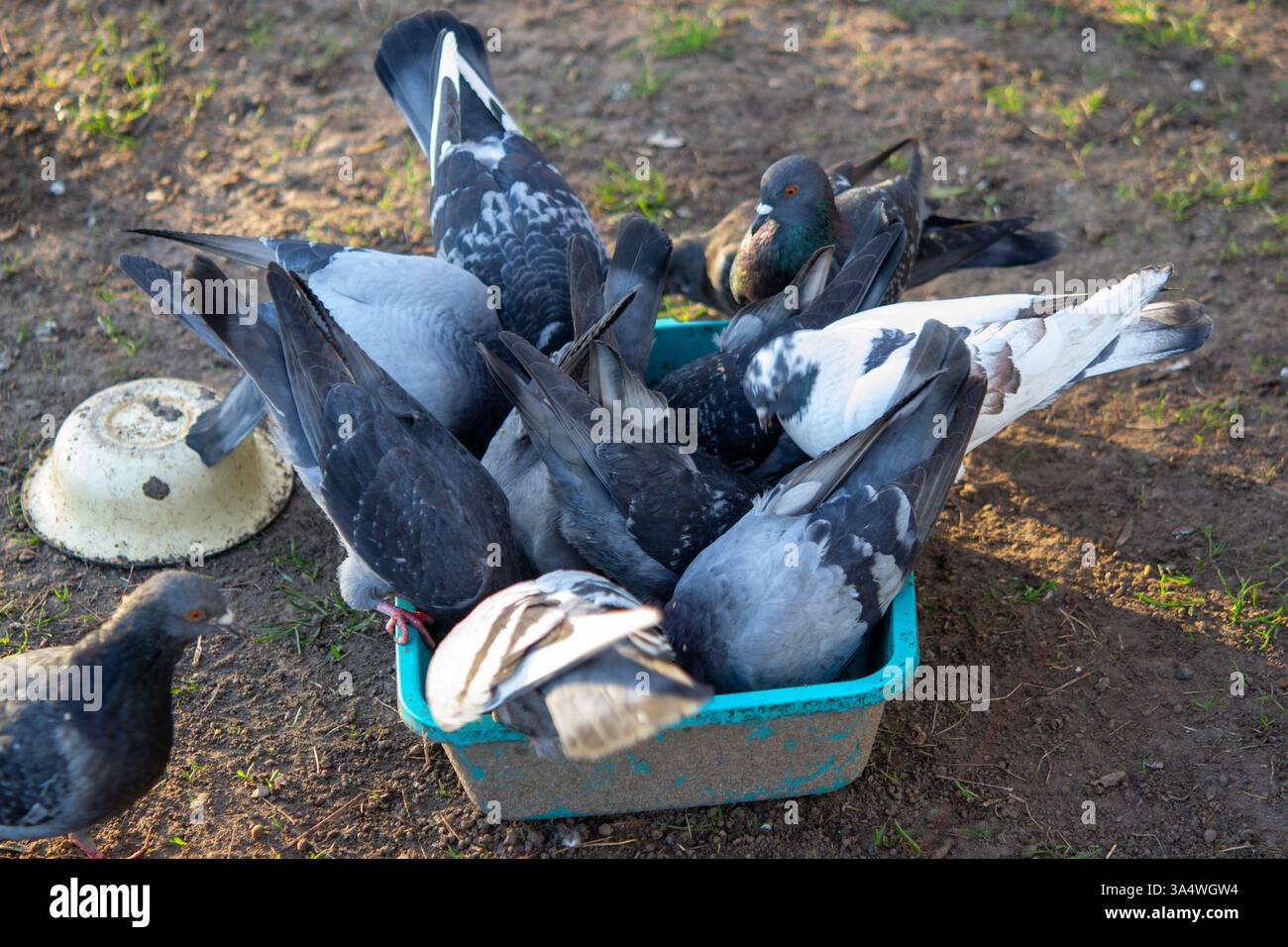 Bird feeding. Flock of pigeons eating food from bowl on sunny morning ...