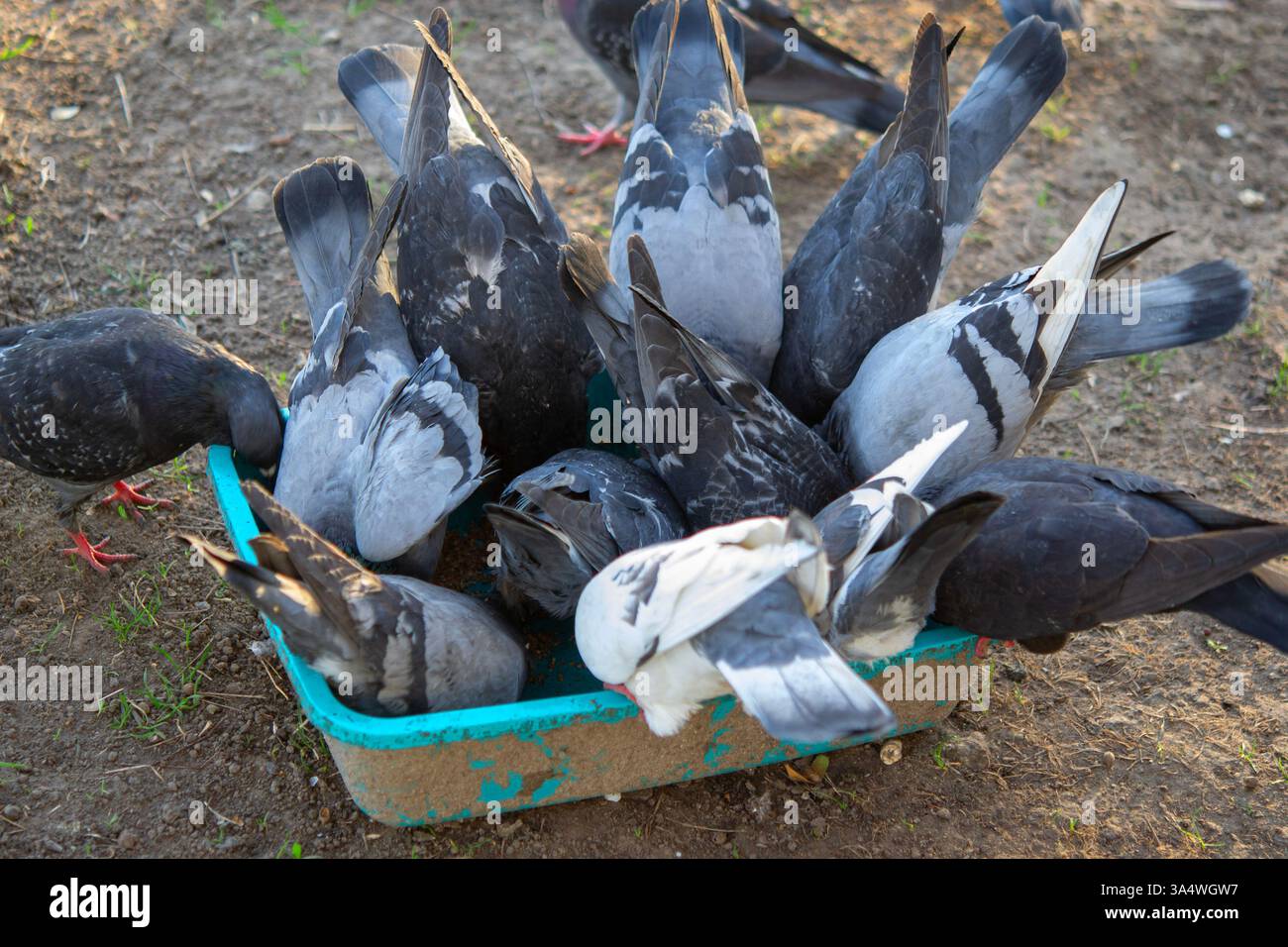 Bird feeding. Flock of pigeons eating food from bowl on sunny morning ...