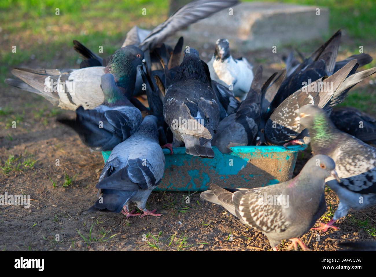 Bird feeding. Flock of pigeons eating food from bowl on sunny morning ...