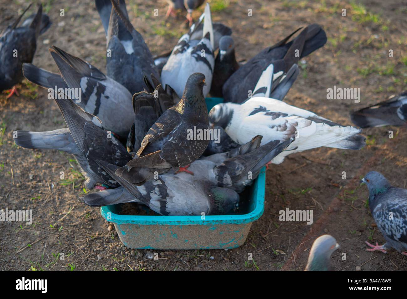 Bird feeding. Flock of pigeons eating food from bowl on sunny morning ...
