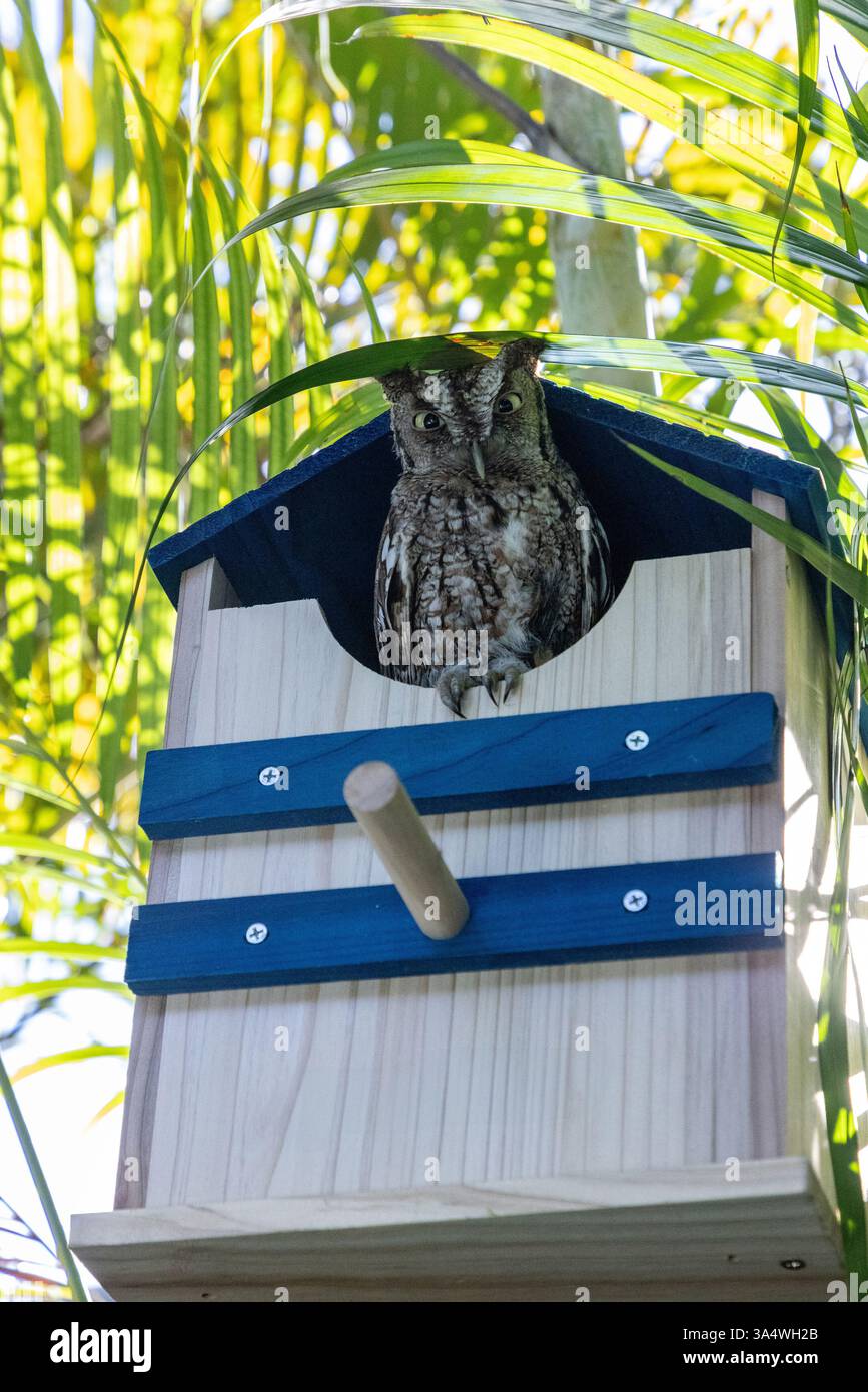Female eastern screech owl perches on the opening of a nest box in ...