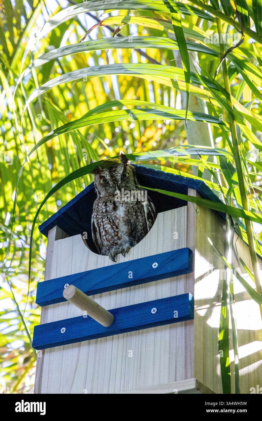 Female eastern screech owl perches on the opening of a nest box in ...