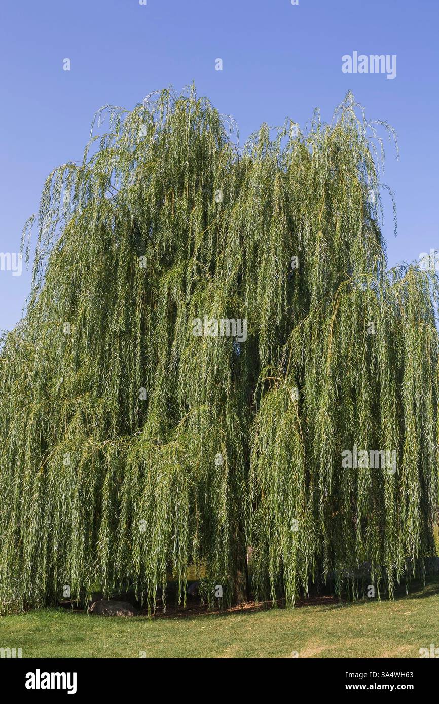 Salix x sepulcralis 'Chrysocoma' - Golden Weeping Willow tree in summer ...
