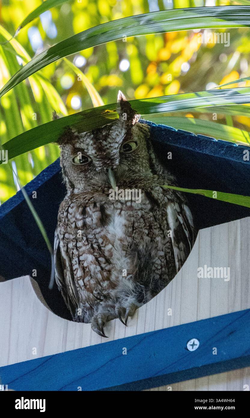 Female eastern screech owl perches on the opening of a nest box in ...