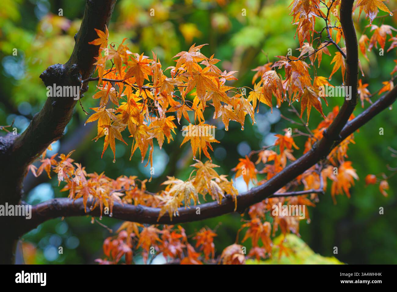 Osaka, Japan - Sep 22 2024, close-up view of a Japanese maple branch ...