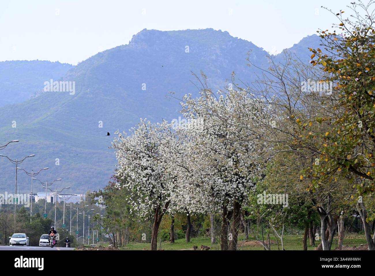Islamabad. 19th Mar, 2025. This photo taken on March 19, 2025 shows the ...