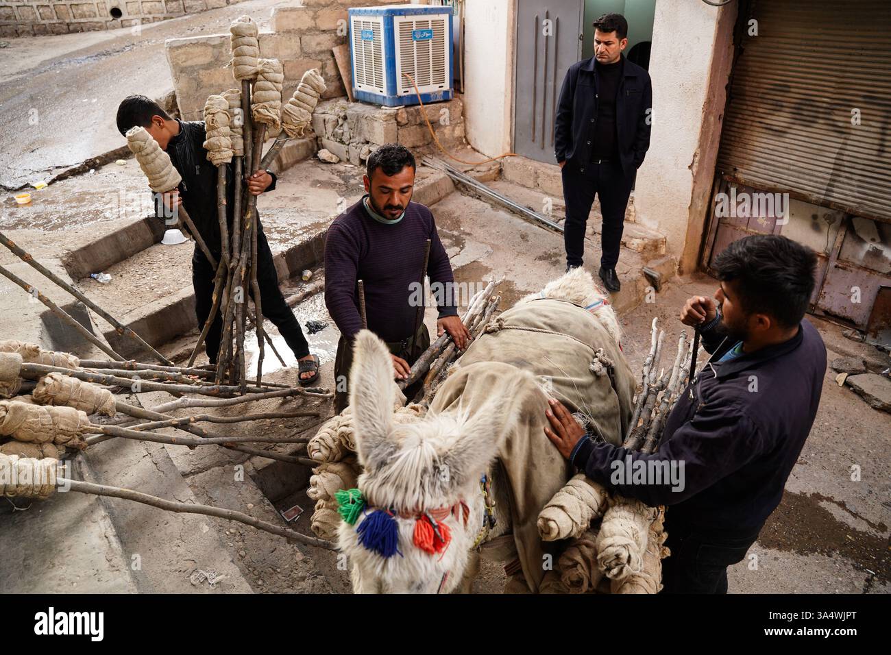 Iraqi Kurdish men places torches on a donkey to transport them to the ...