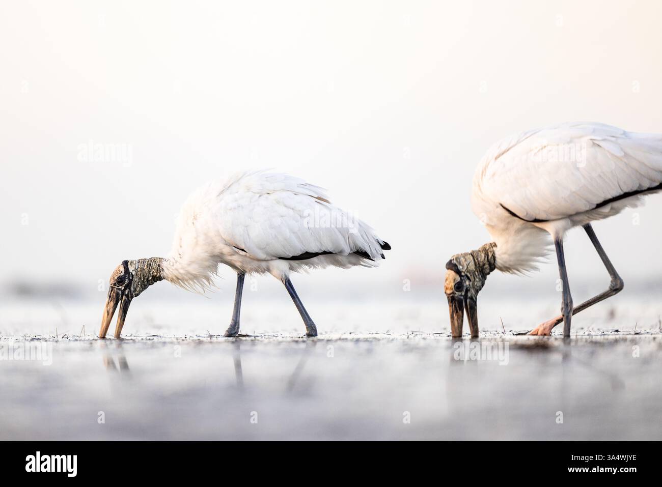 Two Wood Storks feeding in shallow water during the morning at ...