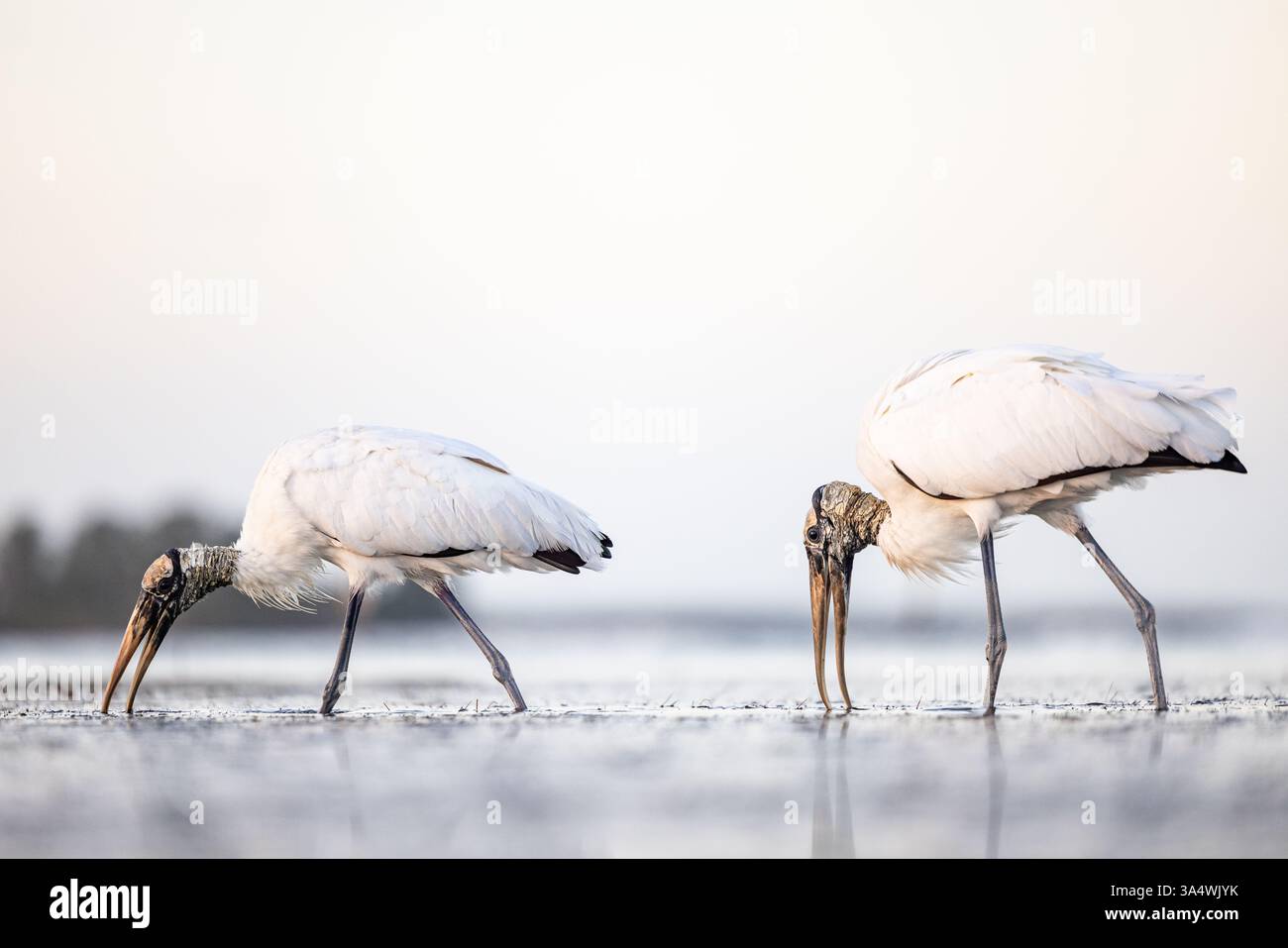 Two Wood Storks feeding in shallow water during the morning at ...
