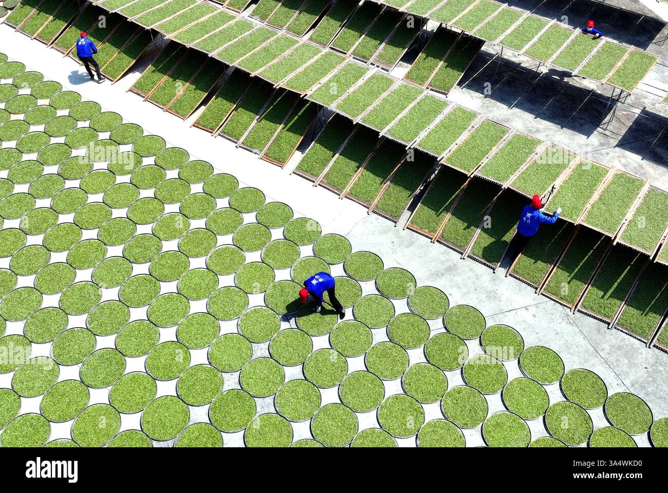 FUDING, CHINA - MARCH 19, 2025 - Workers of a tea company dry white tea ...