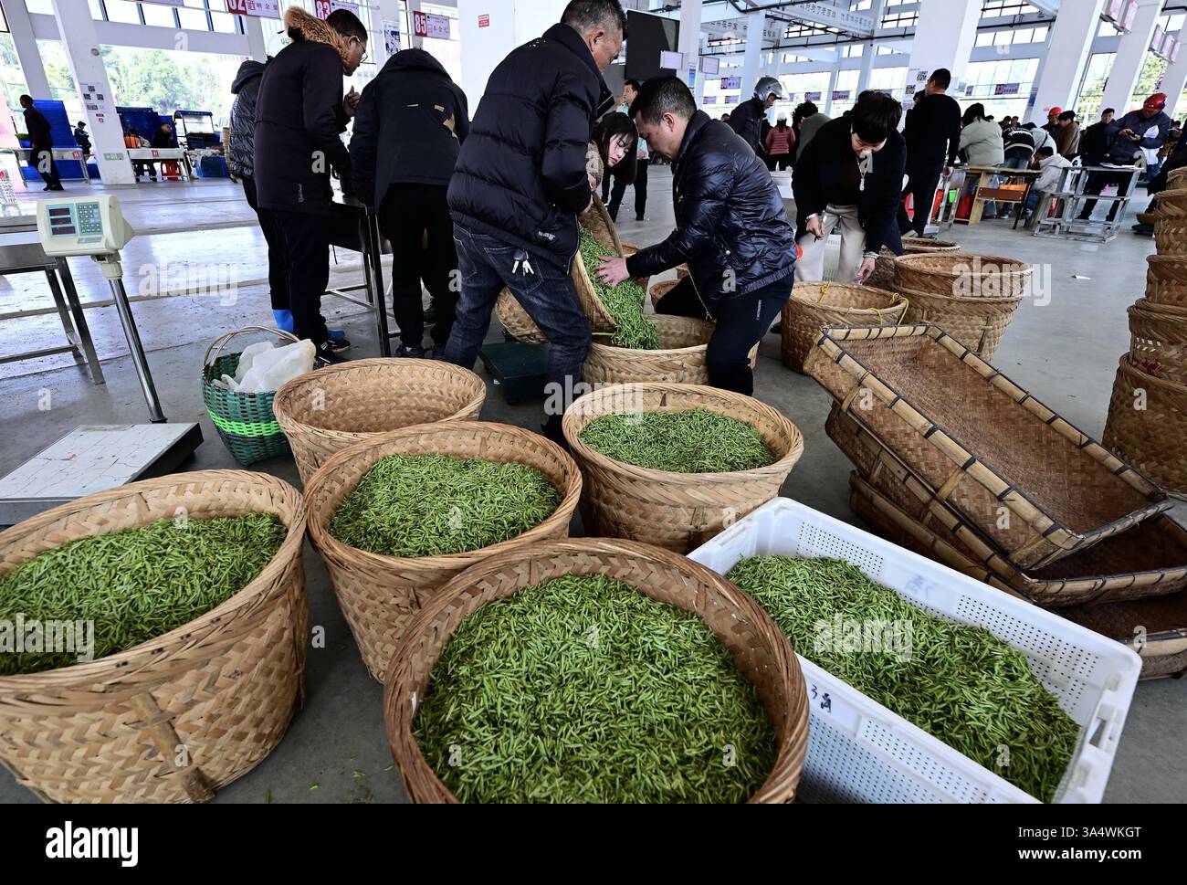 **CHINESE MAINLAND, HONG KONG, MACAU AND TAIWAN OUT** Workers pick tea ...