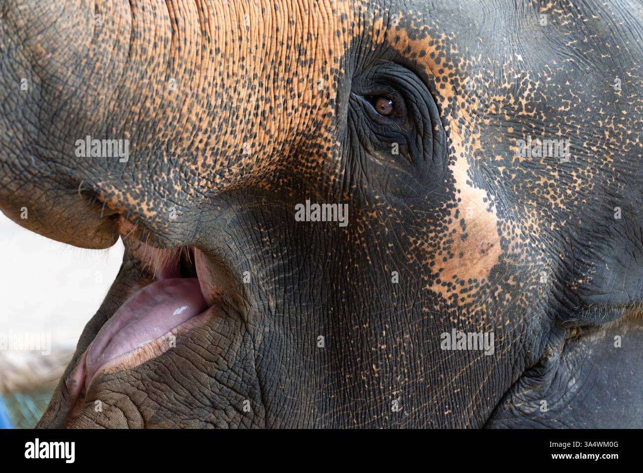 Speckled pink pigmented skin of Asian elephant closeup with mouth open ...