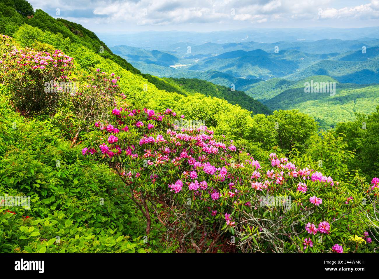 Rhododendron in the mountains hi-res stock photography and images - Alamy