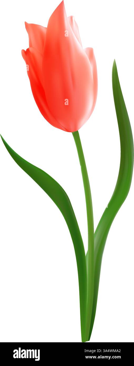 Beautiful realistic red tulip vector illustration. Isolated on white ...