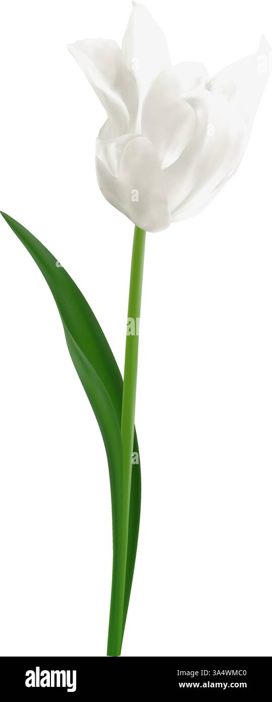 Realistic white tulip flower. Vector illustration of spring symbol ...