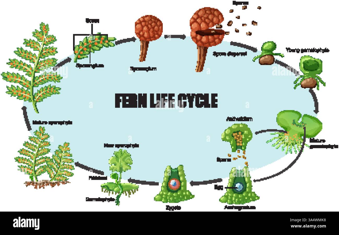 Illustration showing stages of fern reproduction and growth cycle ...