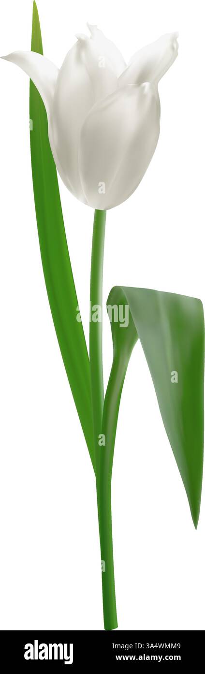 Delicate realistic white tulip in bloom. Vector illustration of tulip ...